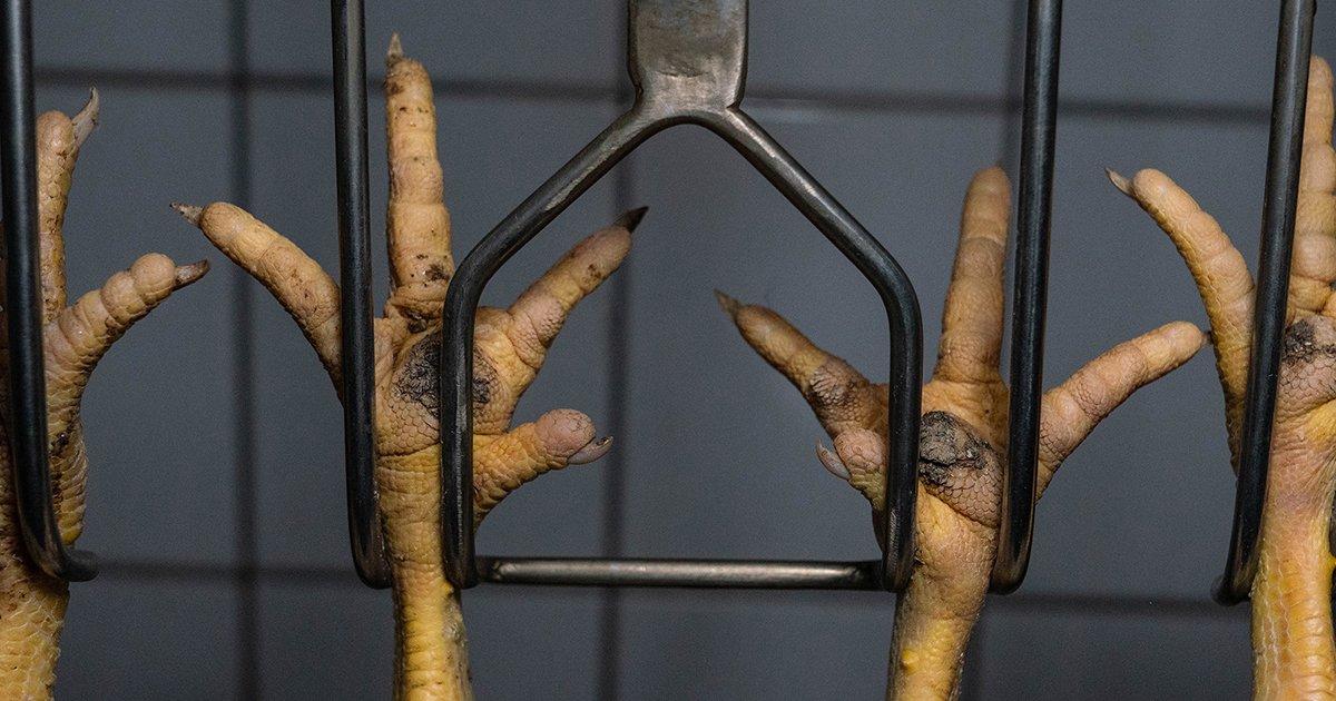 Velocidade da linha de abate - Abrir de Asas